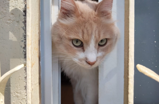 Who is my mother and father? - ICEJ UK